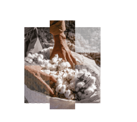 The Circularity of Cotton: Recyclability & Biodegradation