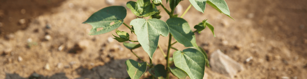 Sustainable Fertilizer Practices in Cotton Farming