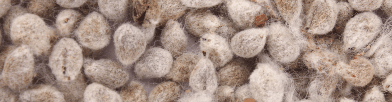 Maximizing Cottonseed & Crop Value for Sustainability