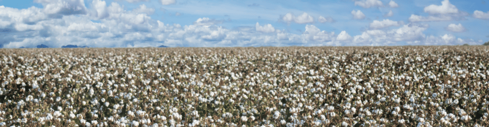 Water Sustainability in Cotton Production | Cotton Today