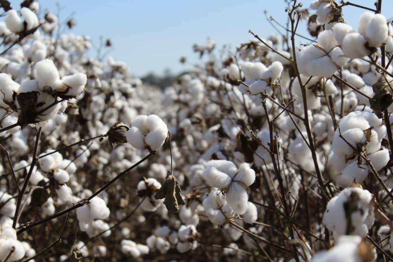 The Untapped Climate Benefit of Cotton: Exploring its Carbon Storage ...