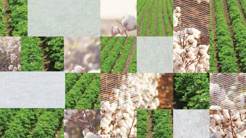 Organic and Conventional: Learning How Cotton Production Works ...