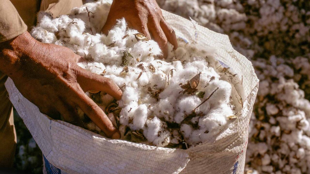 Discover the Benefits of Sustainable Cotton | Cotton Today